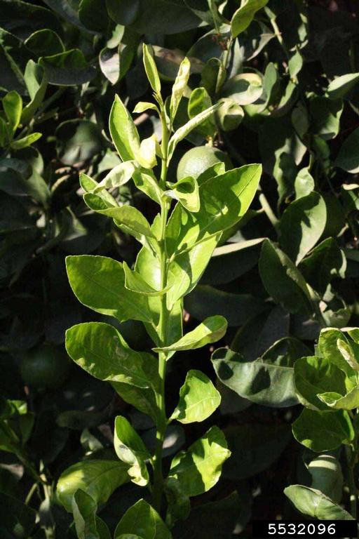 Sweet Limetta (Citrus limetta cv. Sweet Limetta)