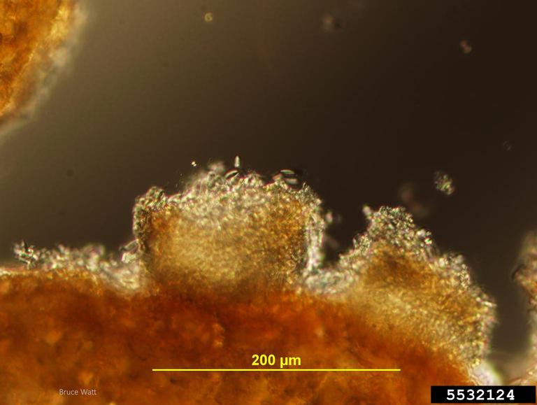 anthracnose (Genus Discula)