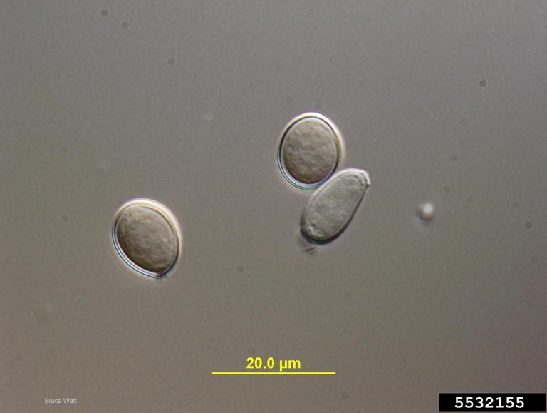 gray molds (Genus Botrytis)