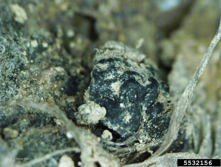 gray molds (Genus Botrytis P. Mich. ex. Pers.)