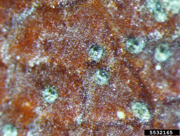 Guignardia blotch (Genus Guignardia Viala & Ravaz)