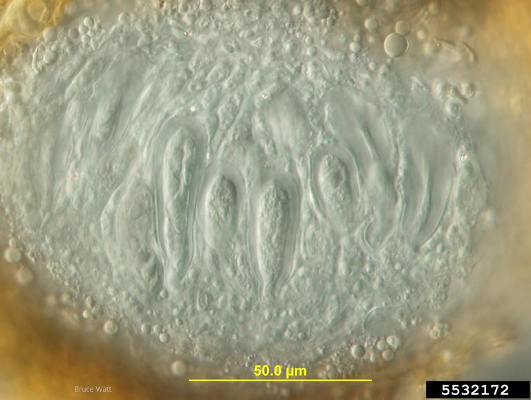 Guignardia blotch (Genus Guignardia Viala & Ravaz)