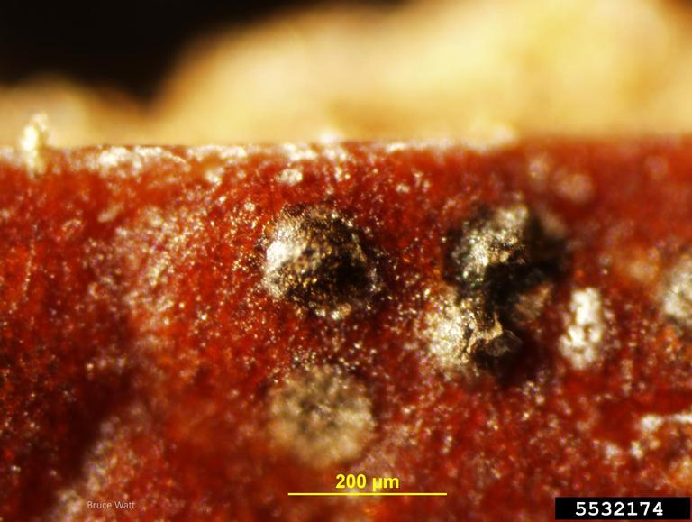 Guignardia blotch (Genus Guignardia Viala & Ravaz)