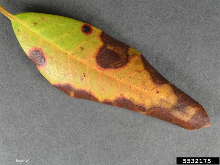 Guignardia blotch (Genus Guignardia Viala & Ravaz)
