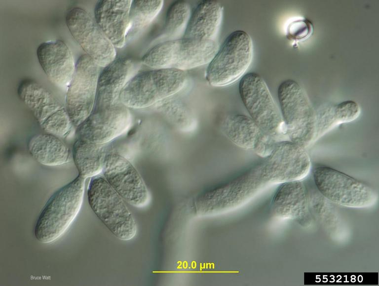 gray molds (Genus Botrytis)