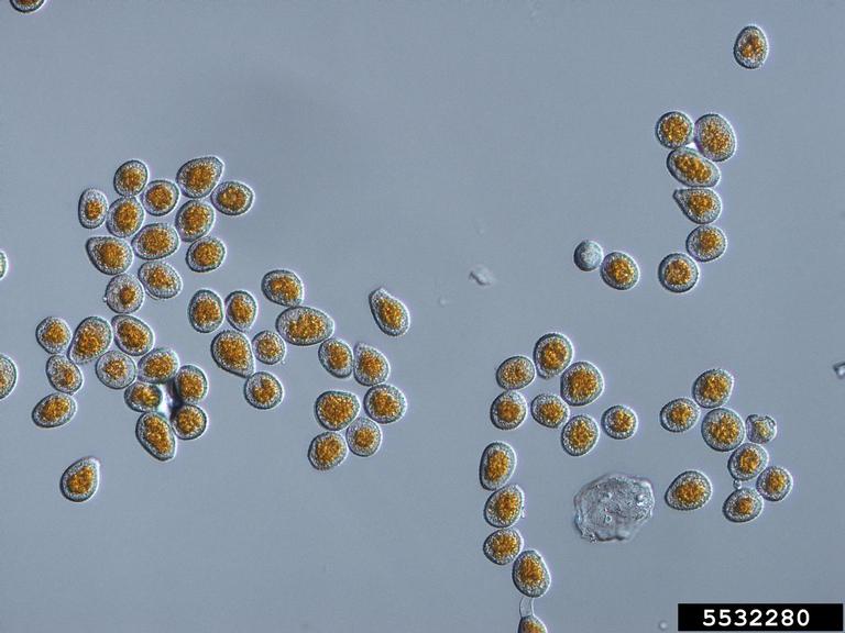 gladiolus rust (Uromyces transversalis (Thümen) Winter)