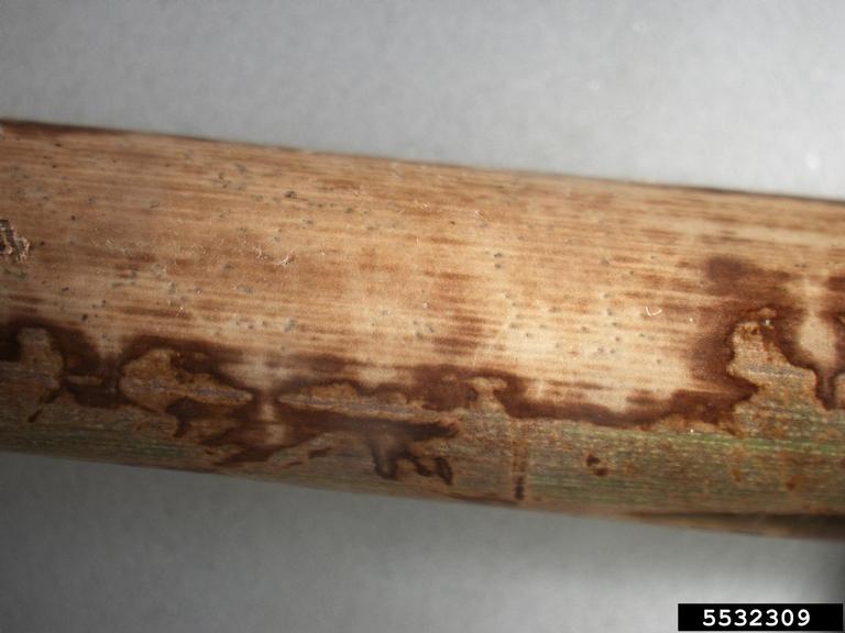 fungus (Genus Microsphaeropsis Höhn., 1917)
