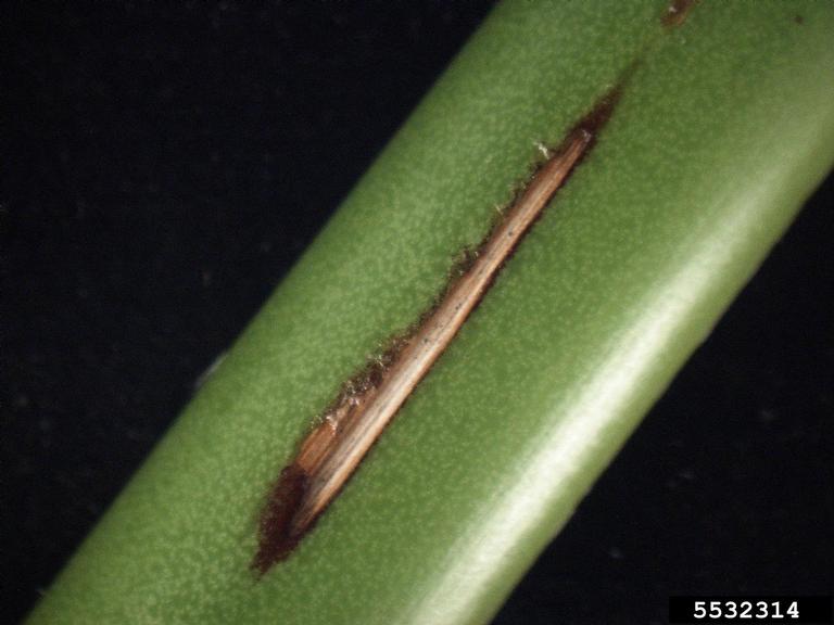 Mycosphaerella fungi (Genus Mycosphaerella Johanson)