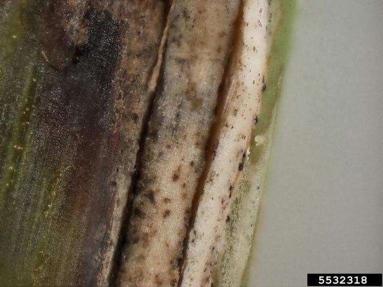 Phaeosphaeria fungi (Genus Phaeoseptoria Speg.)