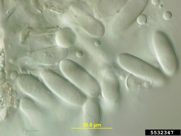 Cryptosporiopsis canker (Genus Cryptosporiopsis Bubák et Kabát, 1912