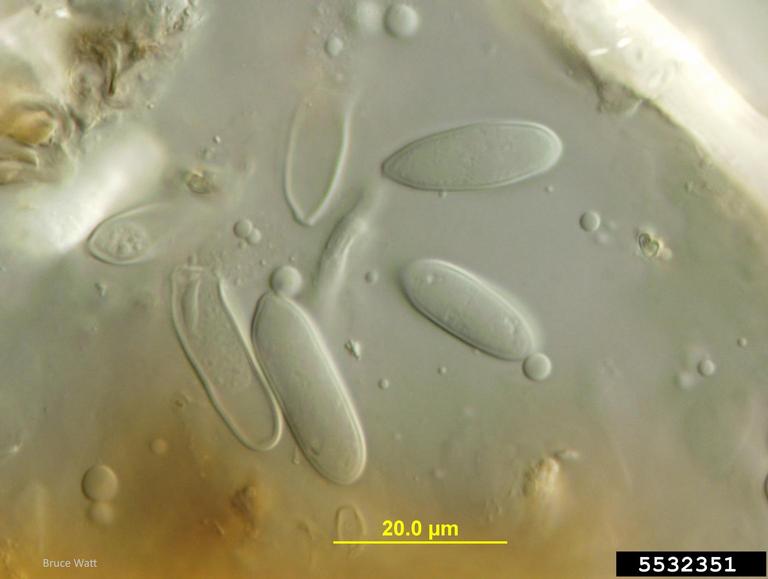Cryptosporiopsis canker (Genus Cryptosporiopsis Bubák et Kabát, 1912