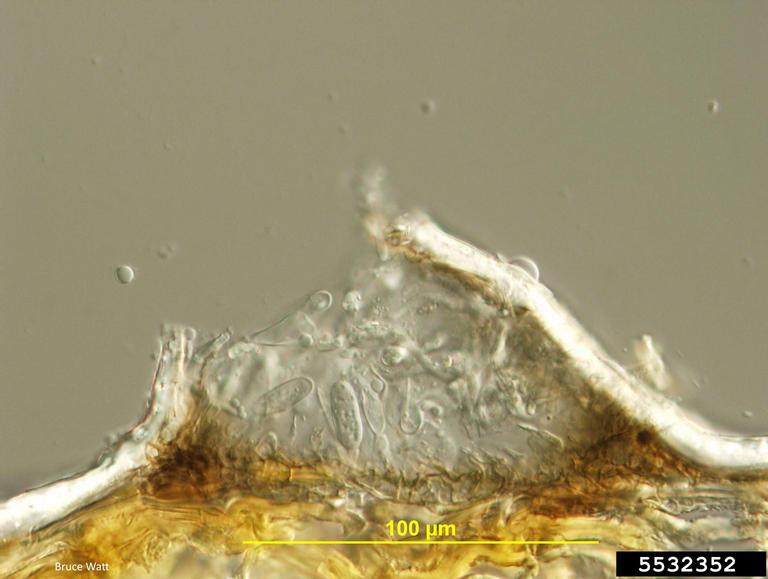 Cryptosporiopsis canker (Genus Cryptosporiopsis Bubák et Kabát, 1912 )