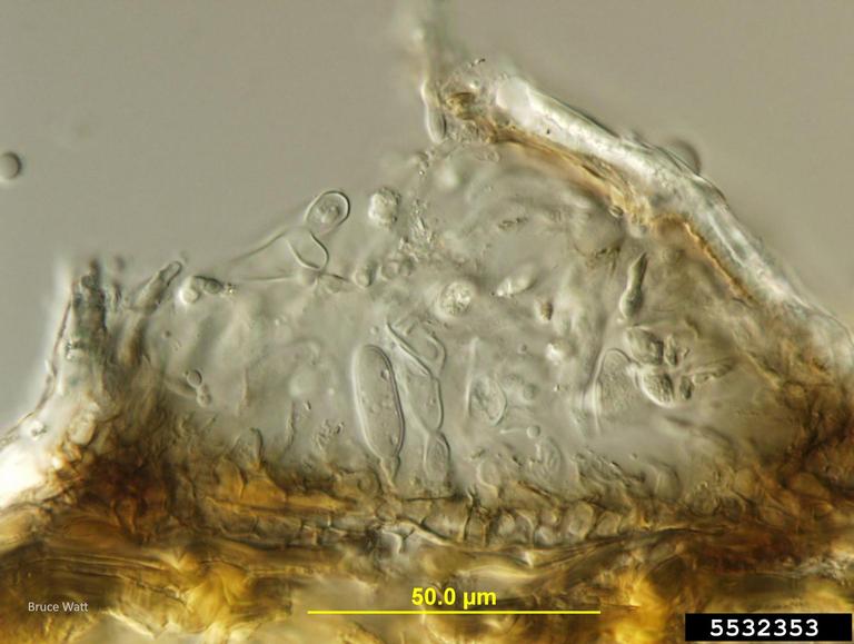 Cryptosporiopsis canker (Genus Cryptosporiopsis)