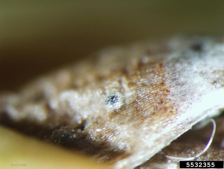 Coniothyrium fungi (Genus Coniothyrium)