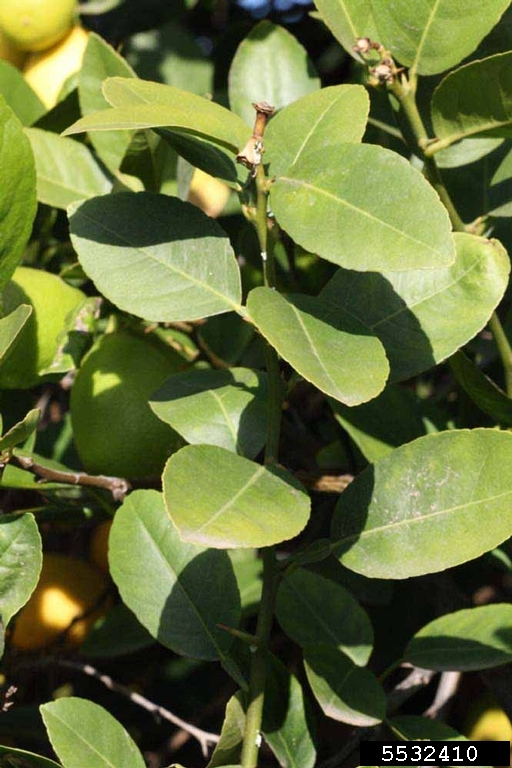 West Indian (Citrus x aurantiifolia cv. West Indian (Christm.) Swingle)