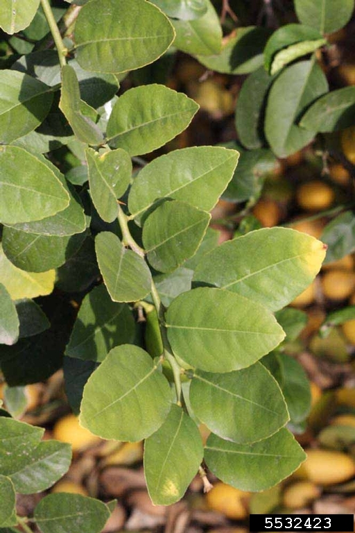 West Indian (Citrus x aurantiifolia cv. West Indian (Christm.) Swingle)