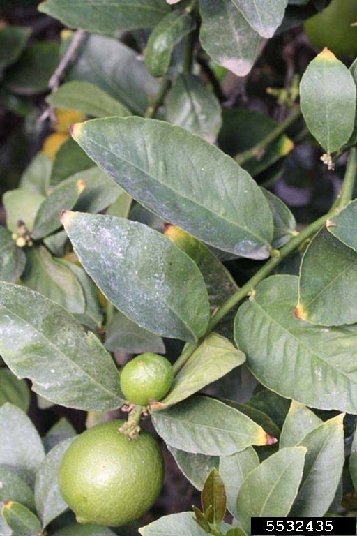 West Indian (Citrus x aurantiifolia cv. West Indian (Christm.) Swingle)