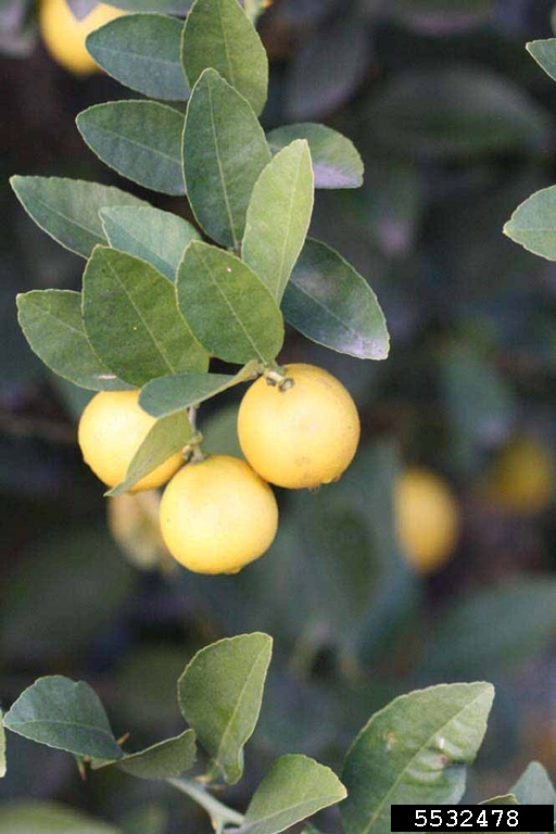 West Indian (Citrus x aurantiifolia cv. West Indian)