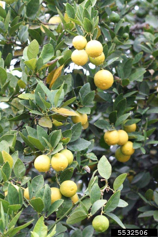 West Indian (Citrus x aurantiifolia cv. West Indian (Christm.) Swingle)