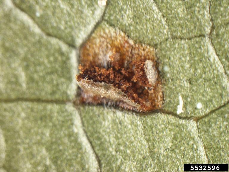 puccinia rusts (Genus Puccinia Pers.)