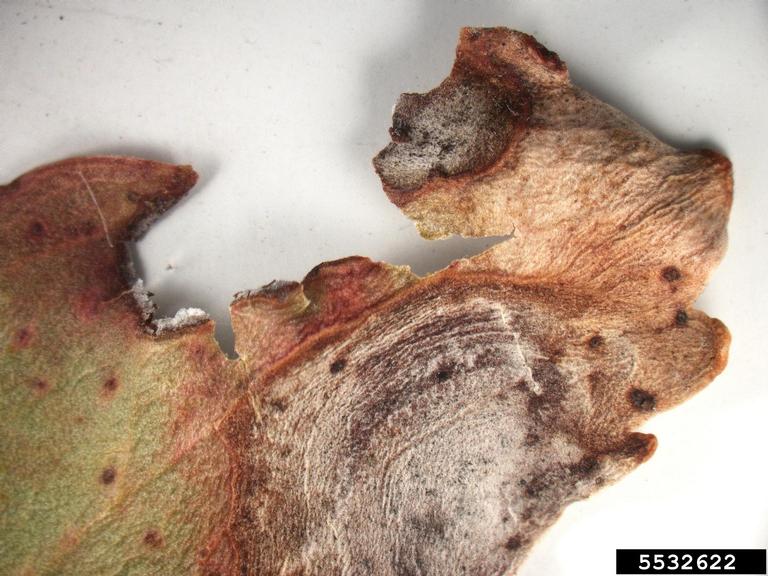 Pestalotiopsis leaf spot (Genus Pestalotiopsis R. L. Steyaert)