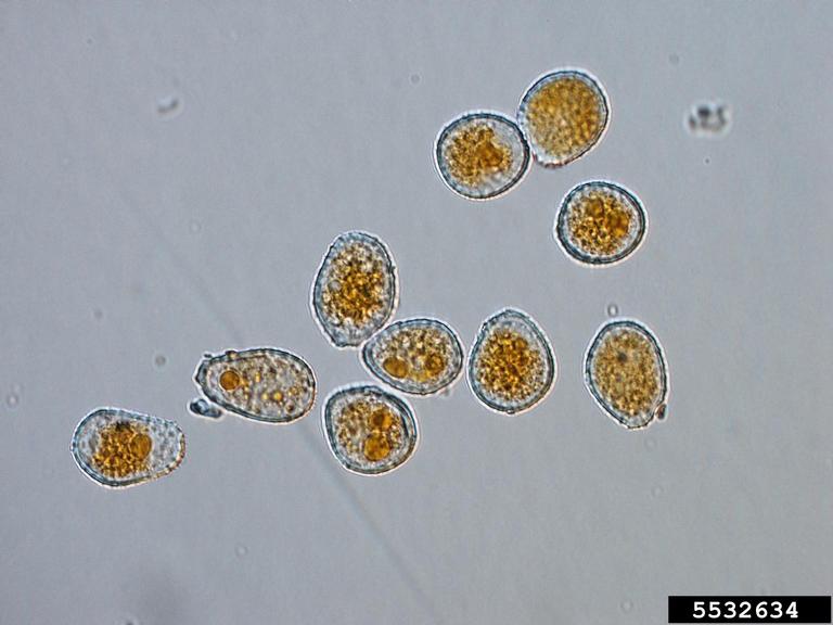 Graminicolous rusts (Genus Uredo Pers.)