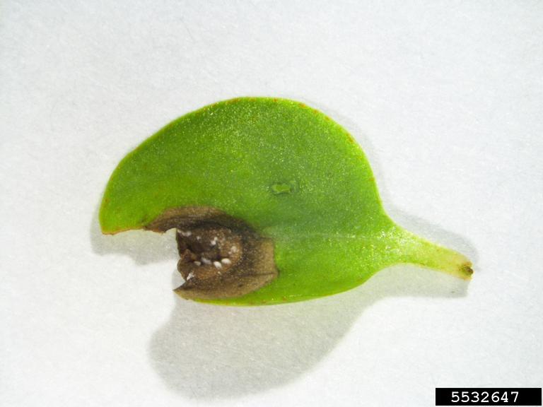 Paramyrothecium roridum