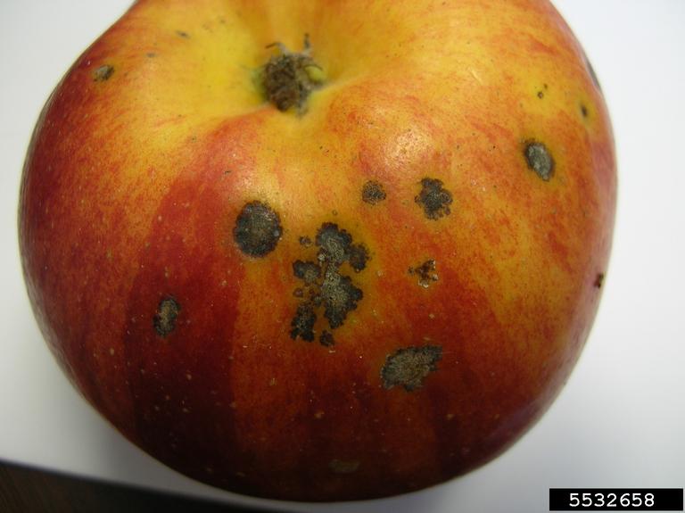apple scab (Venturia inaequalis (Cooke) G. Wint.)