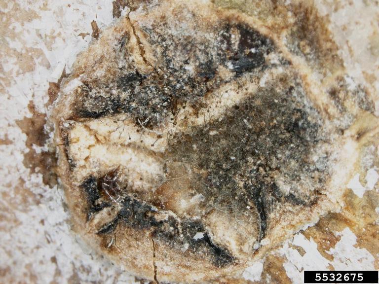 fungus (Periconia byssoides Pers.)