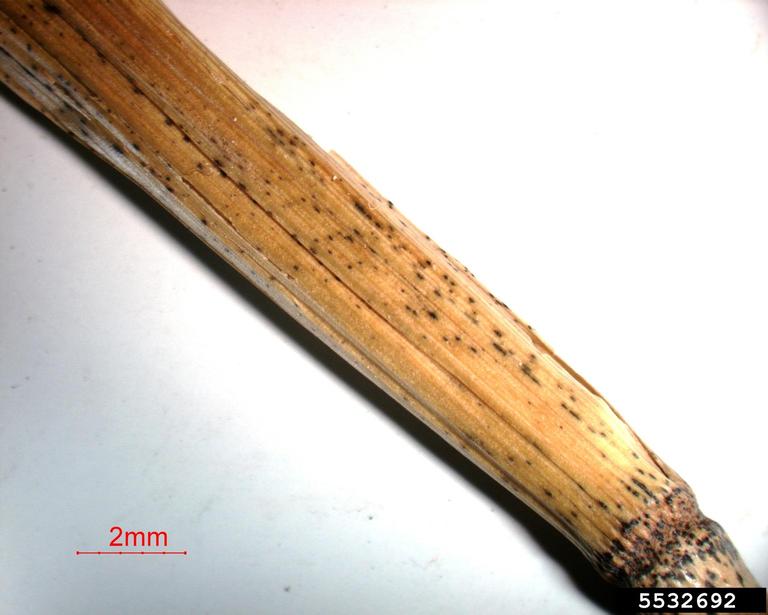 wheat stem rust (Puccinia graminis Pers.)