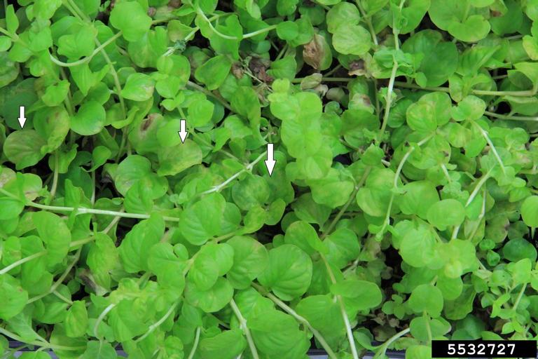 impatiens necrotic spot virus (INSV) (Tospovirus Impatiens necrotic ...