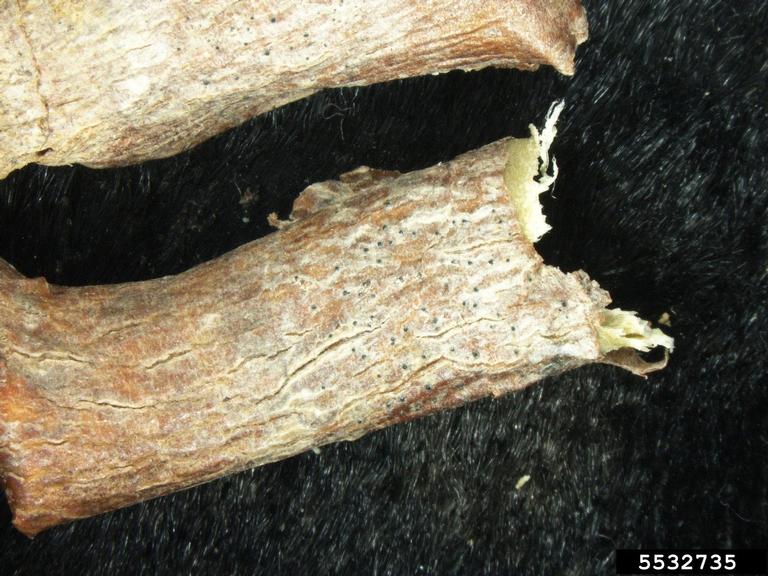 Mycosphaerella fungi (Genus Mycosphaerella Johanson)