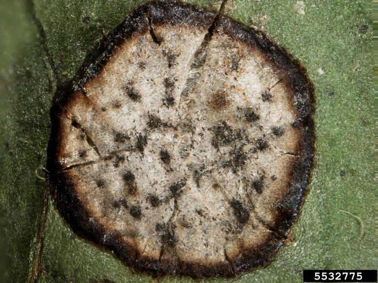 Alternaria black molds / stem cankers (Alternaria spp. ) on murraya ...