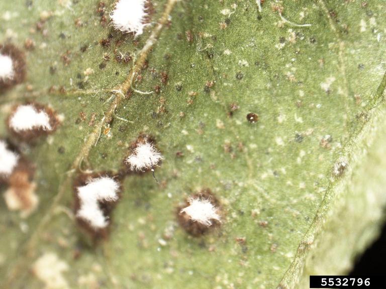 Phloeospora leaf spot (Phloeospora koenigii (Thirum.) B. Sutton 1980)