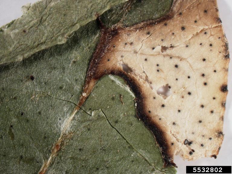 Phoma blights (Genus Phoma Sacc.)