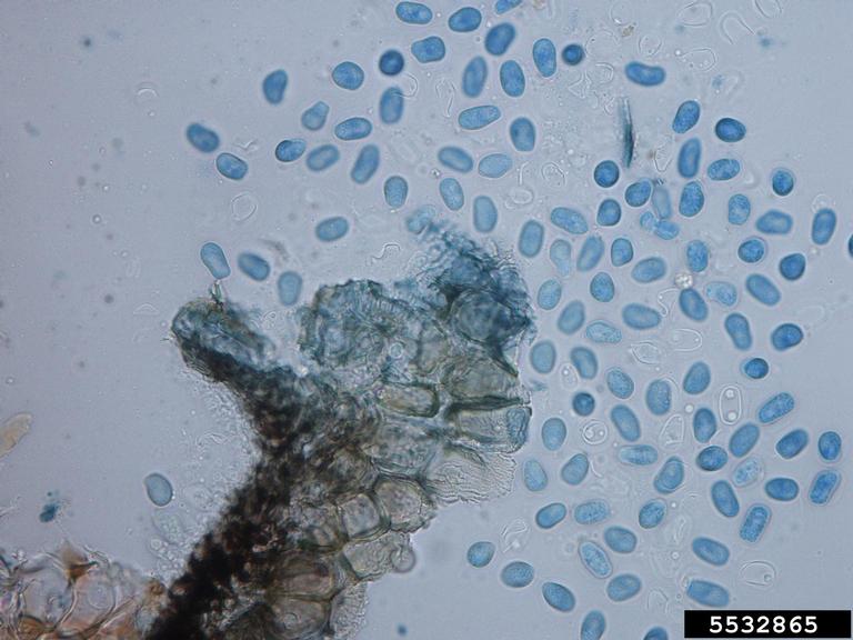 Guignardia blotch (Guignardia musae)