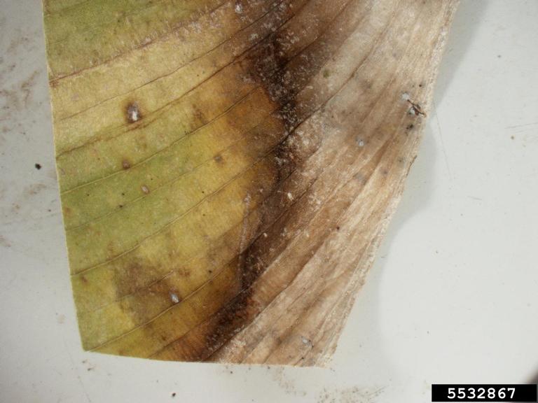 Mycosphaerella fungus (Mycosphaerella musicola)