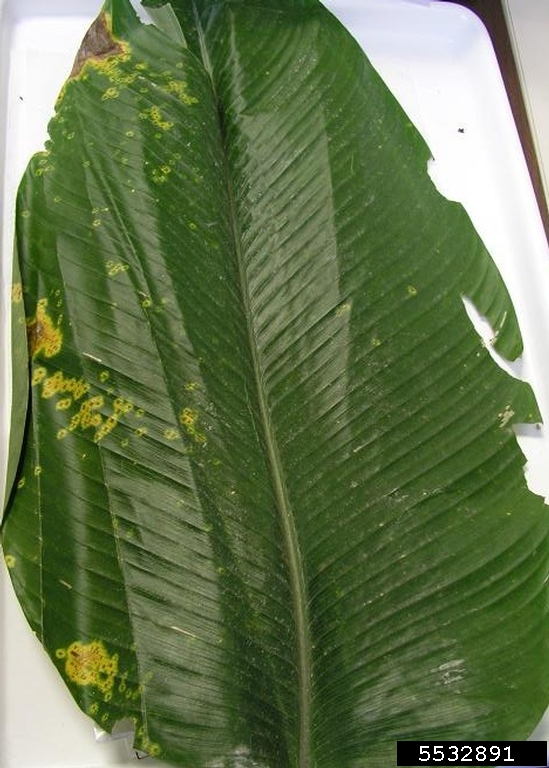 leaf rust (Uredo musae Cummins)