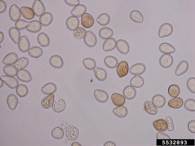 leaf rust (Uredo musae Cummins)