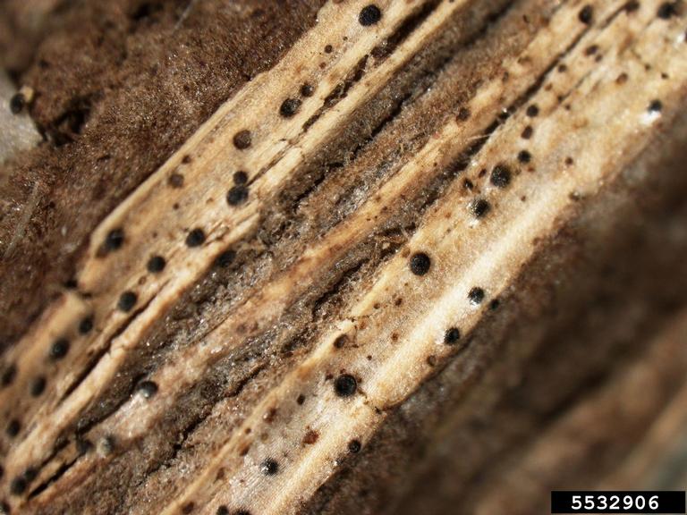 fungus (Microsphaeropsis olivacea (Bonorden) Höhnel)