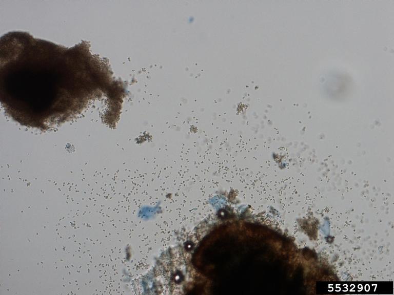 fungus (Microsphaeropsis olivacea (Bonorden) Höhnel)