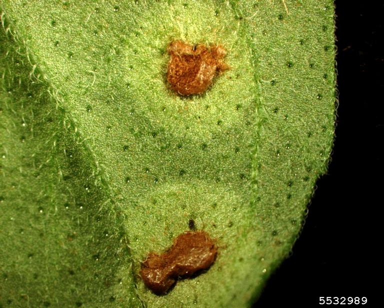 mint rust (Puccinia menthae Pers.)