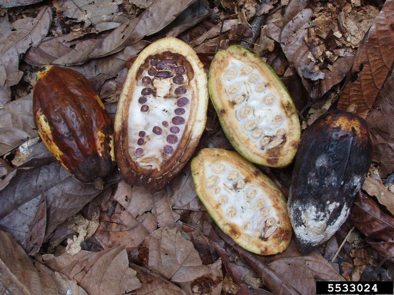 watery pod rot (Moniliophthora roreri (Cif.) H.C. Evans, Stalpers ...