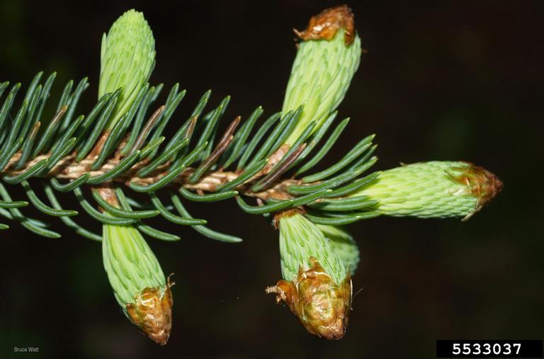spruce (Genus Picea A. Dietr.)