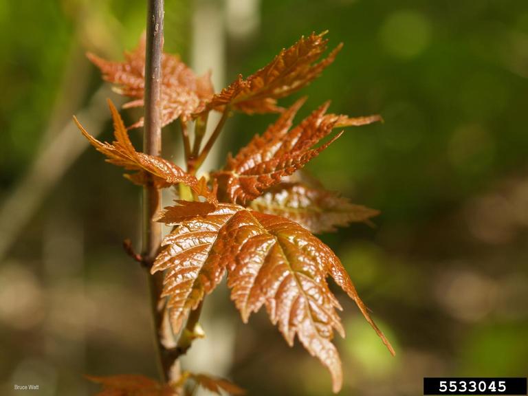 maple (Genus Acer)
