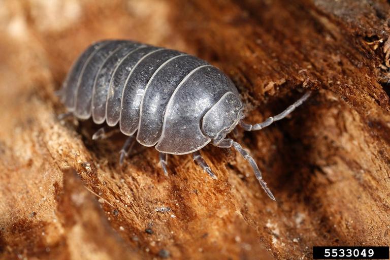 pill bug (Armadillidium vulgare (Latreille, 1804))
