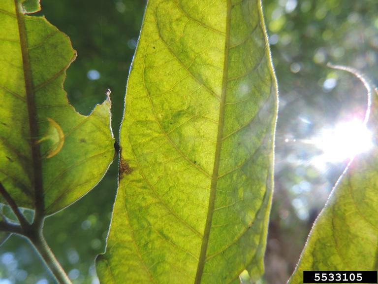 mite (Aculops ailanthi Lin-Fuping, Jin-Changle & Kuang-Haiyua, 1997)