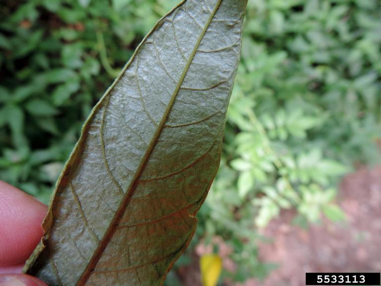 mite (Aculops ailanthi Lin-Fuping, Jin-Changle & Kuang-Haiyua, 1997)