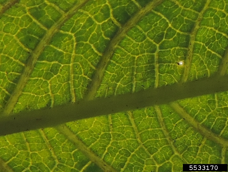 mite (Aculops ailanthi Lin-Fuping, Jin-Changle & Kuang-Haiyua, 1997)