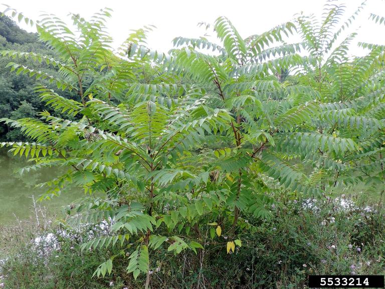 tree-of-heaven (Ailanthus altissima (P. Mill.) Swingle)